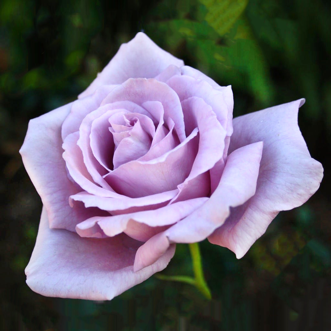 A Beginner's Guide to Roses