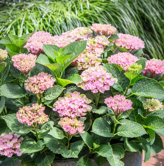 The Classic Beauty of Hydrangeas