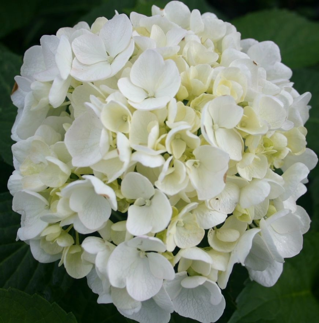The Classic Beauty of Hydrangeas