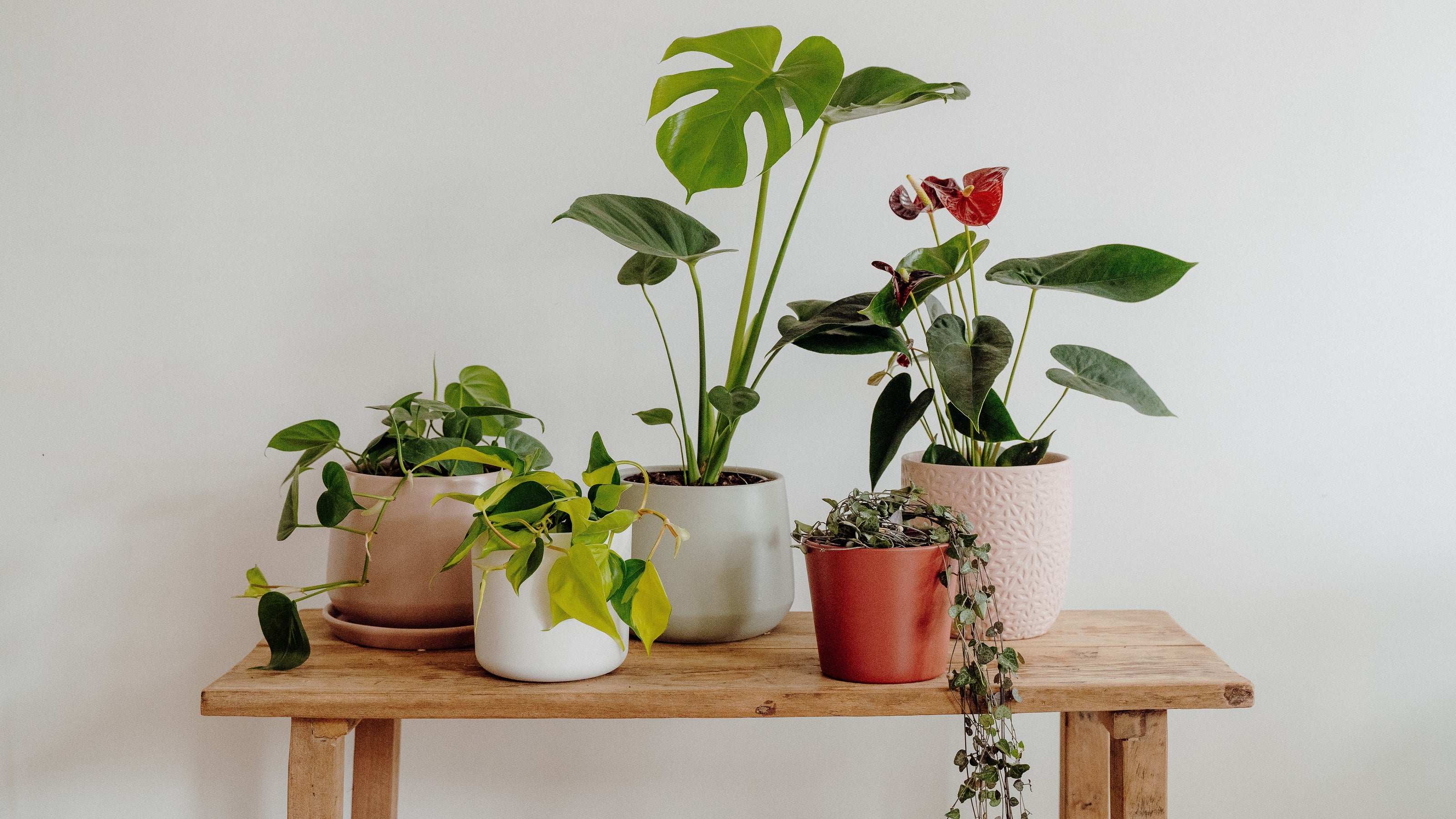Greener Living: The Health Benefits of Indoor Plants