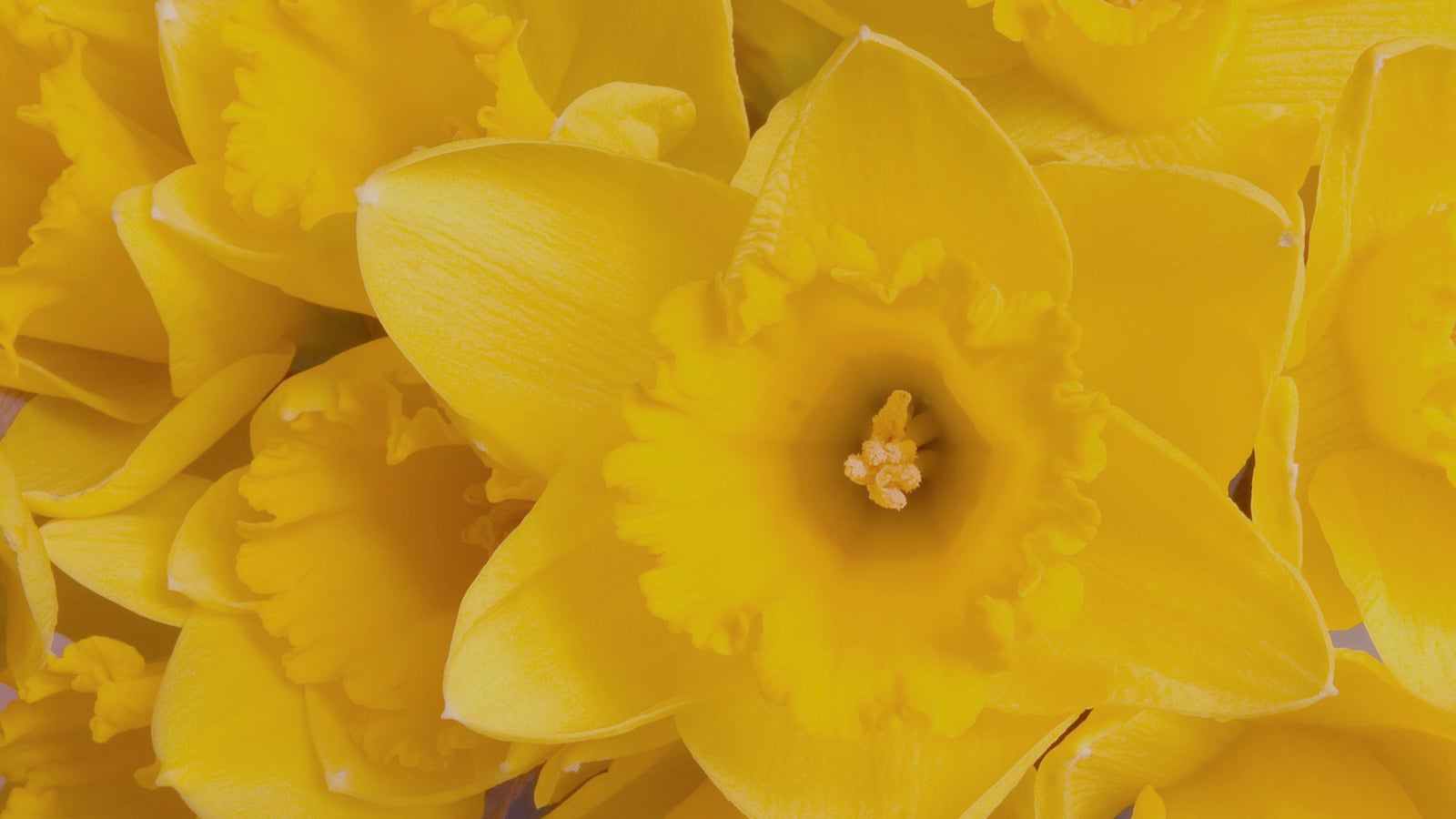 All About Spring Bulbs