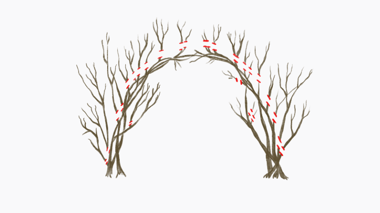 How To Care For Roses