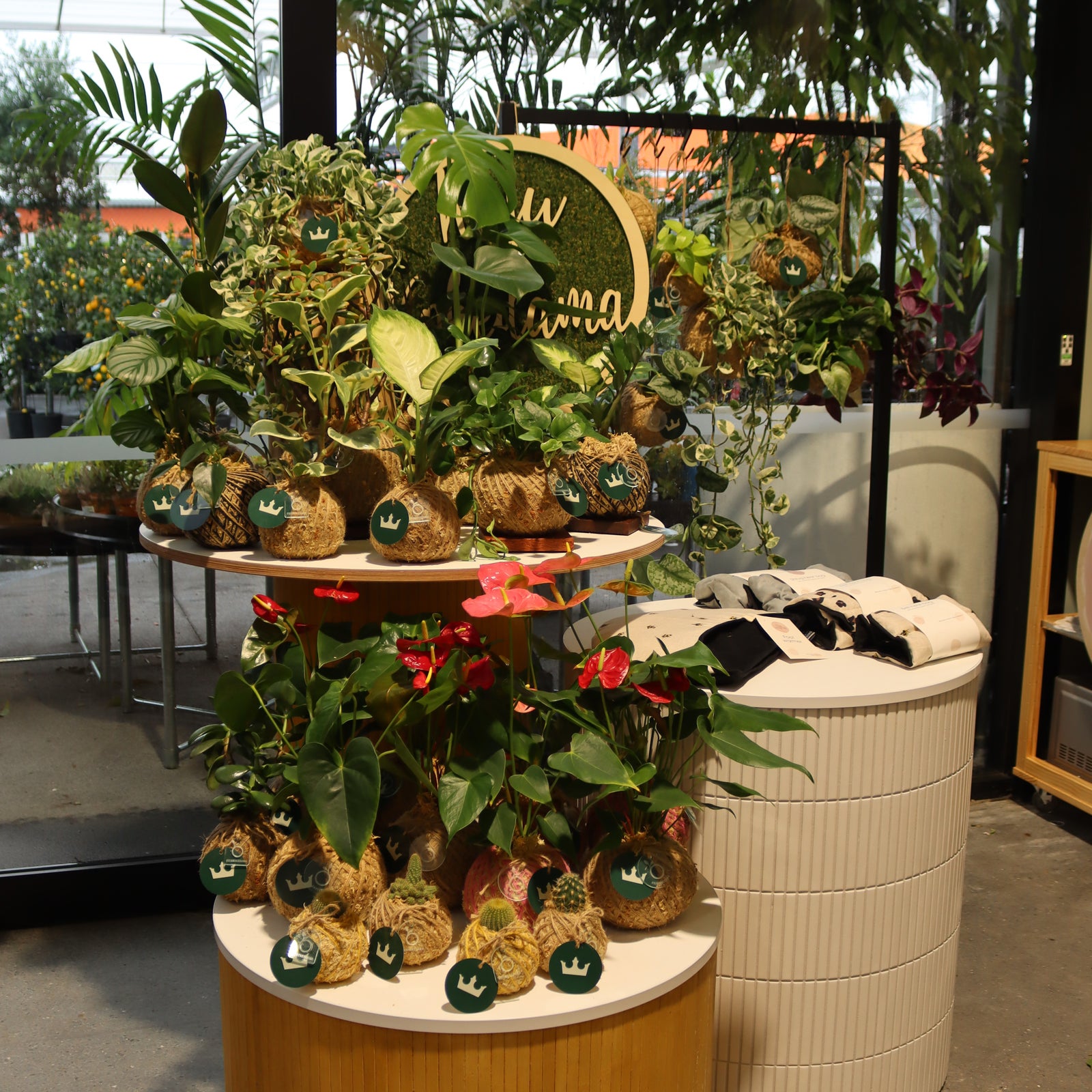 Introducing Kings Plant Barn Stonefields