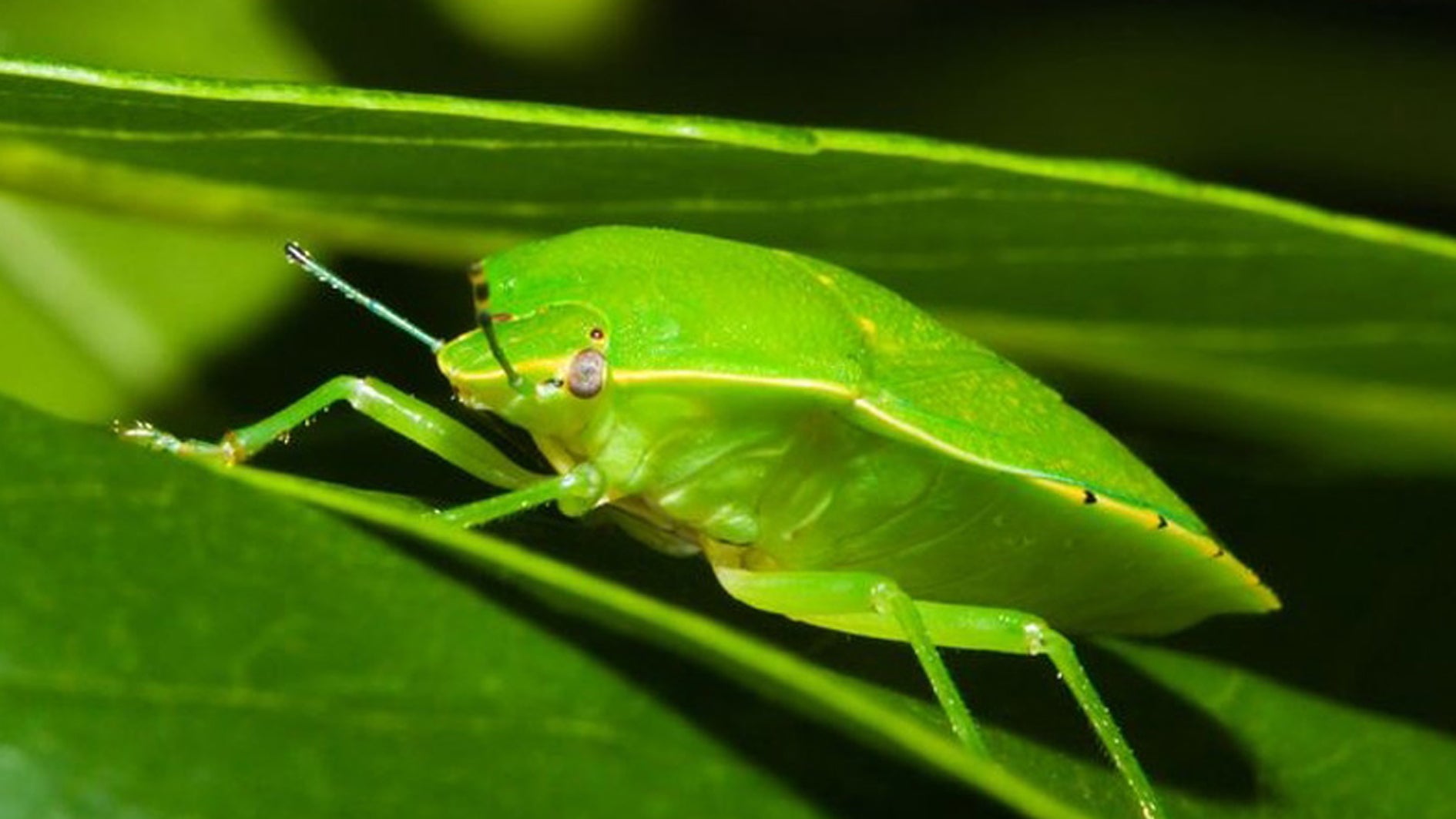 Shield Bugs