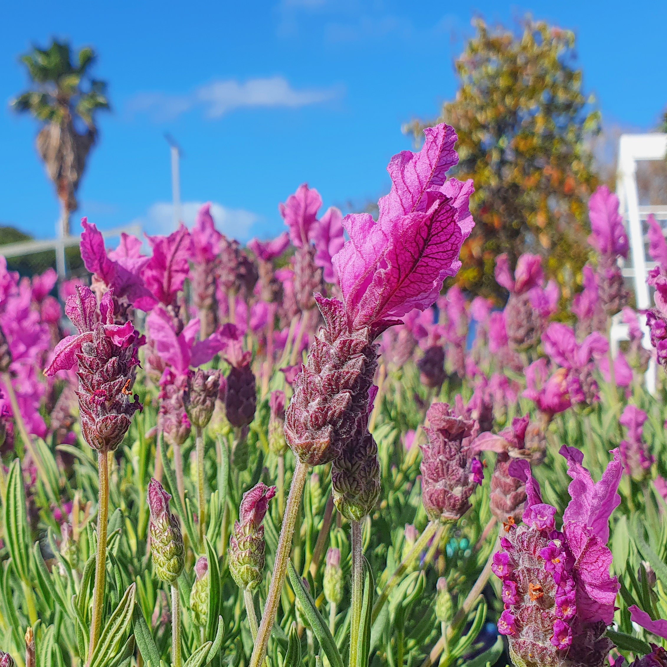 Celebrating the Beauty of Lavender