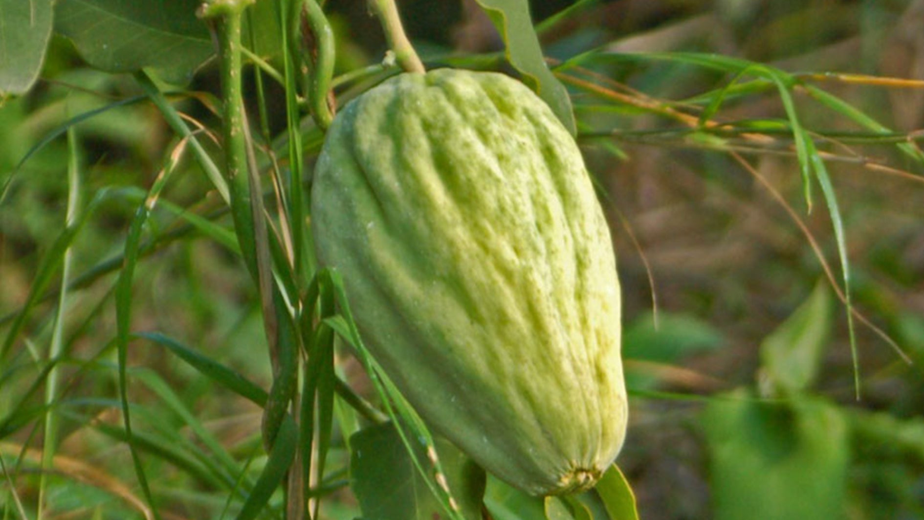 Moth Vine Plant