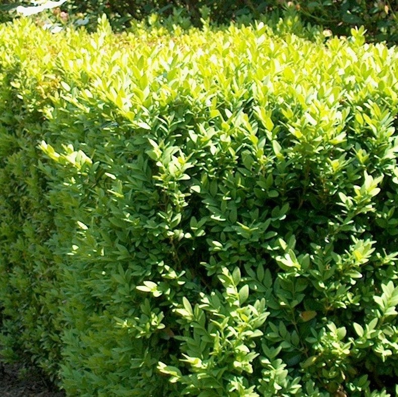 Time to Plan and Plant Hedging