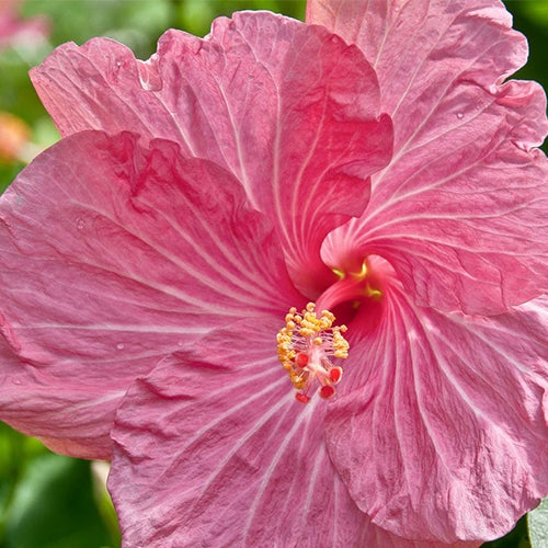 Our Top Hibiscus Varieties