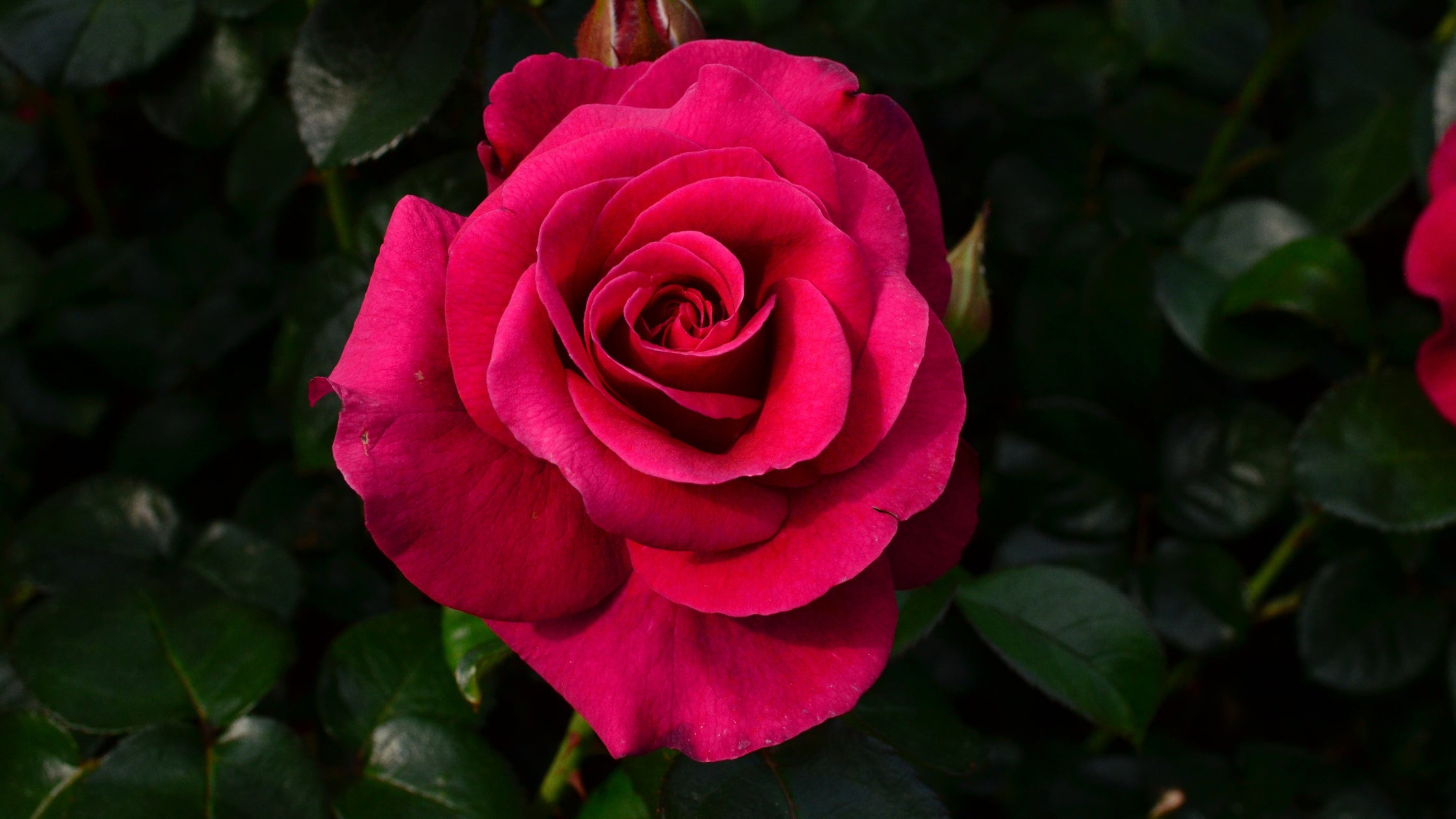 Our Top Rose Varieties