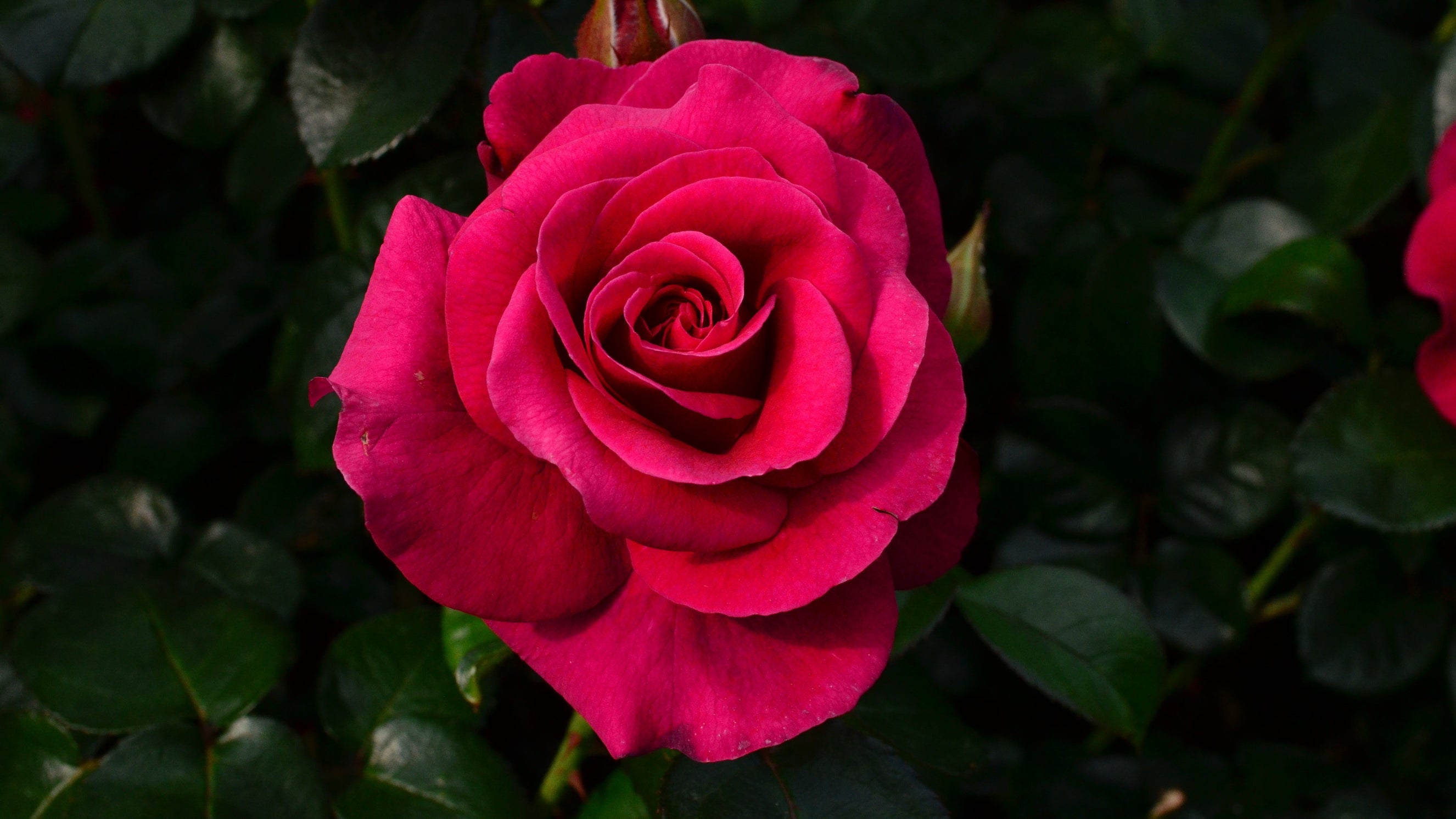 Our Top Rose Varieties