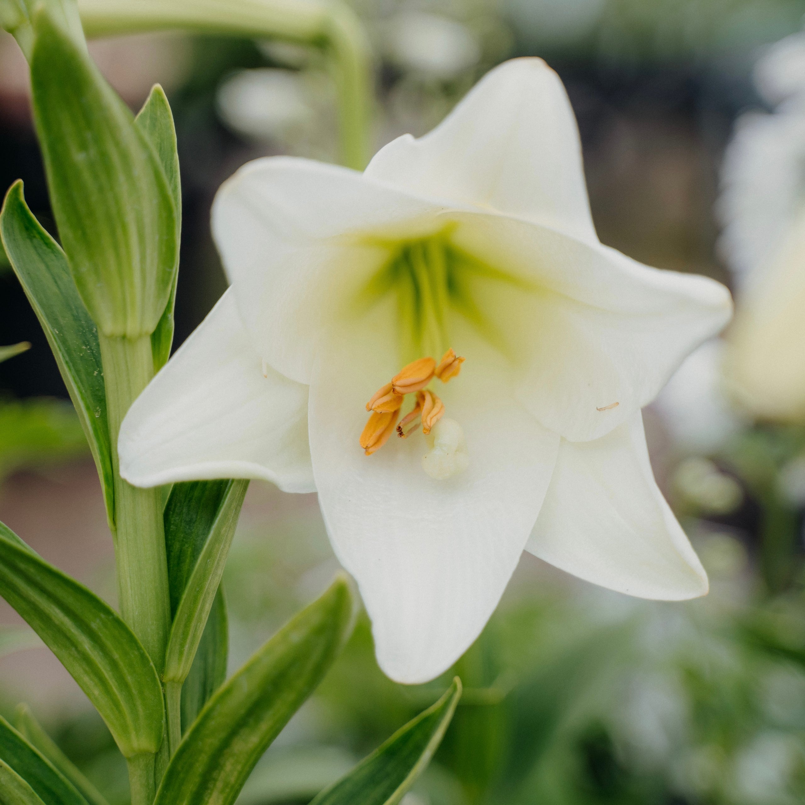 Add Natural Beauty and Colour to Your Home This Christmas
