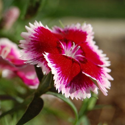 A Quick Guide to Growing Edible Flowers