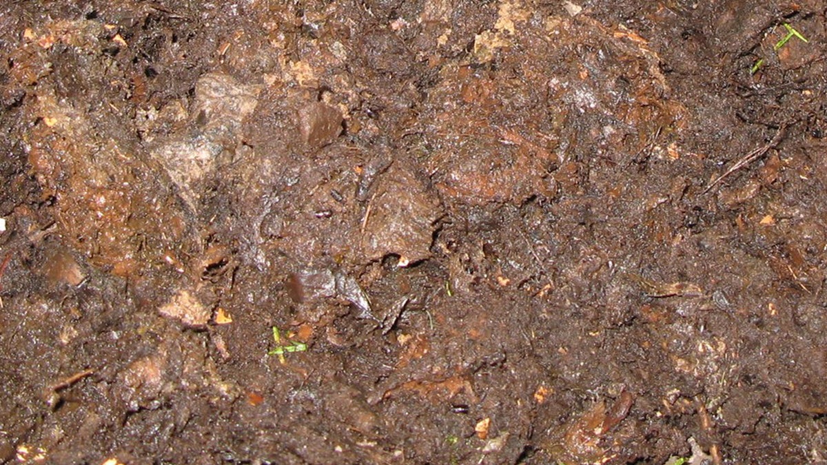 Making Your Own Compost