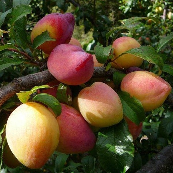 A Beginner's Guide to Deciduous Fruit