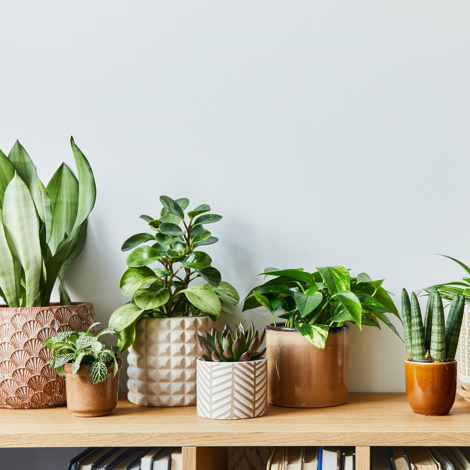 Spring Tips For Indoor Plants