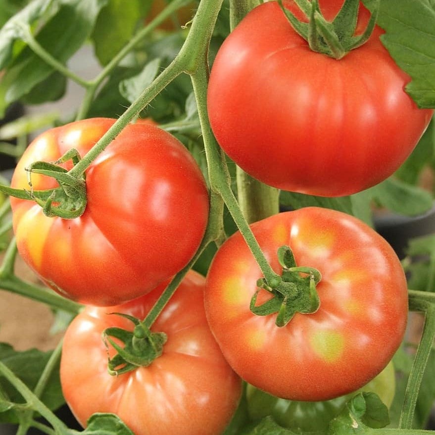 A Beginner’s Guide to Tomatoes
