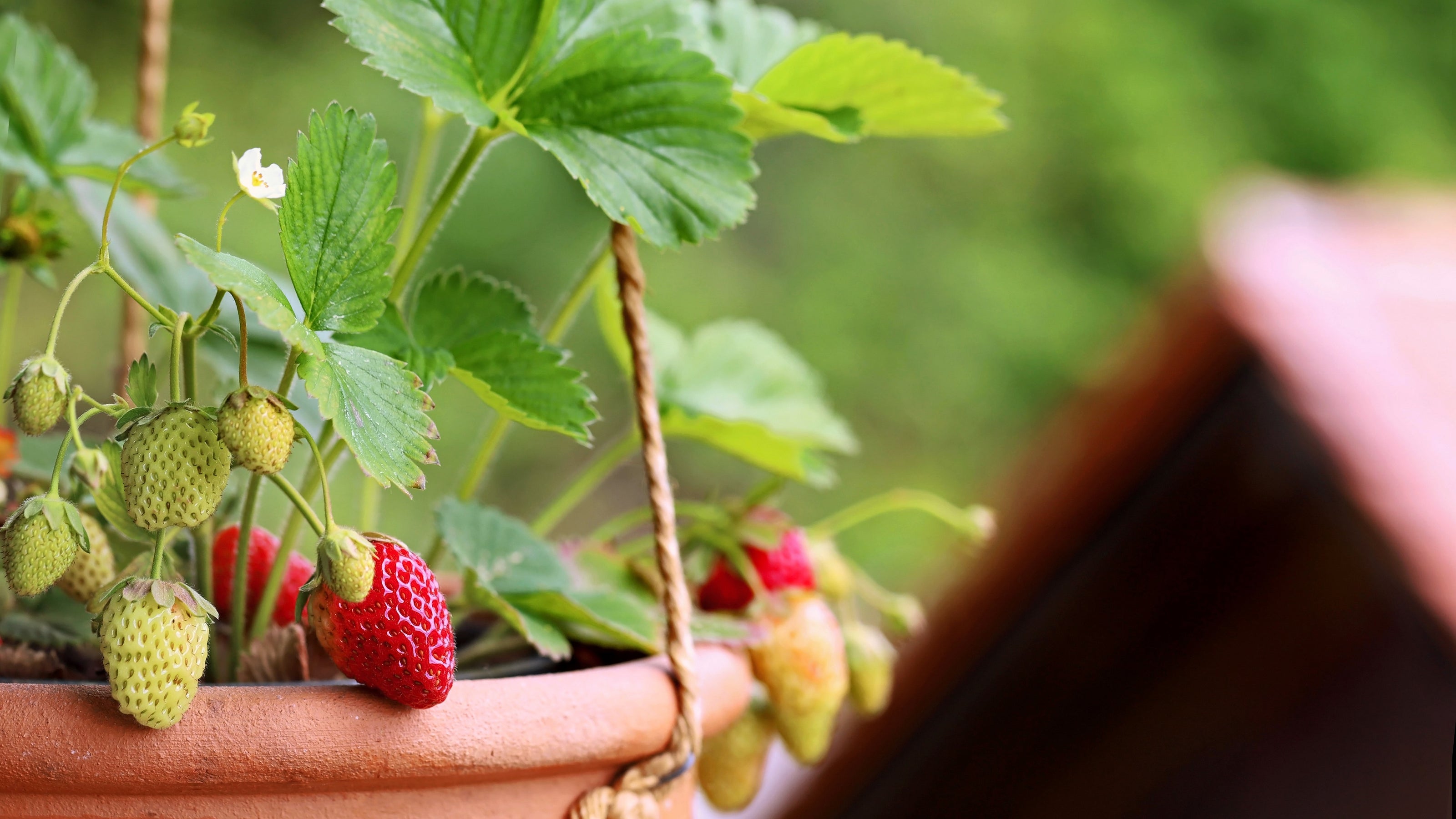 Garden To Glass: Plant Your Own Cocktail Garden
