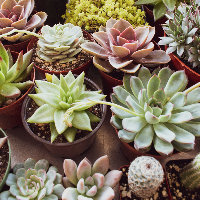 Designing Your Own Cacti Garden