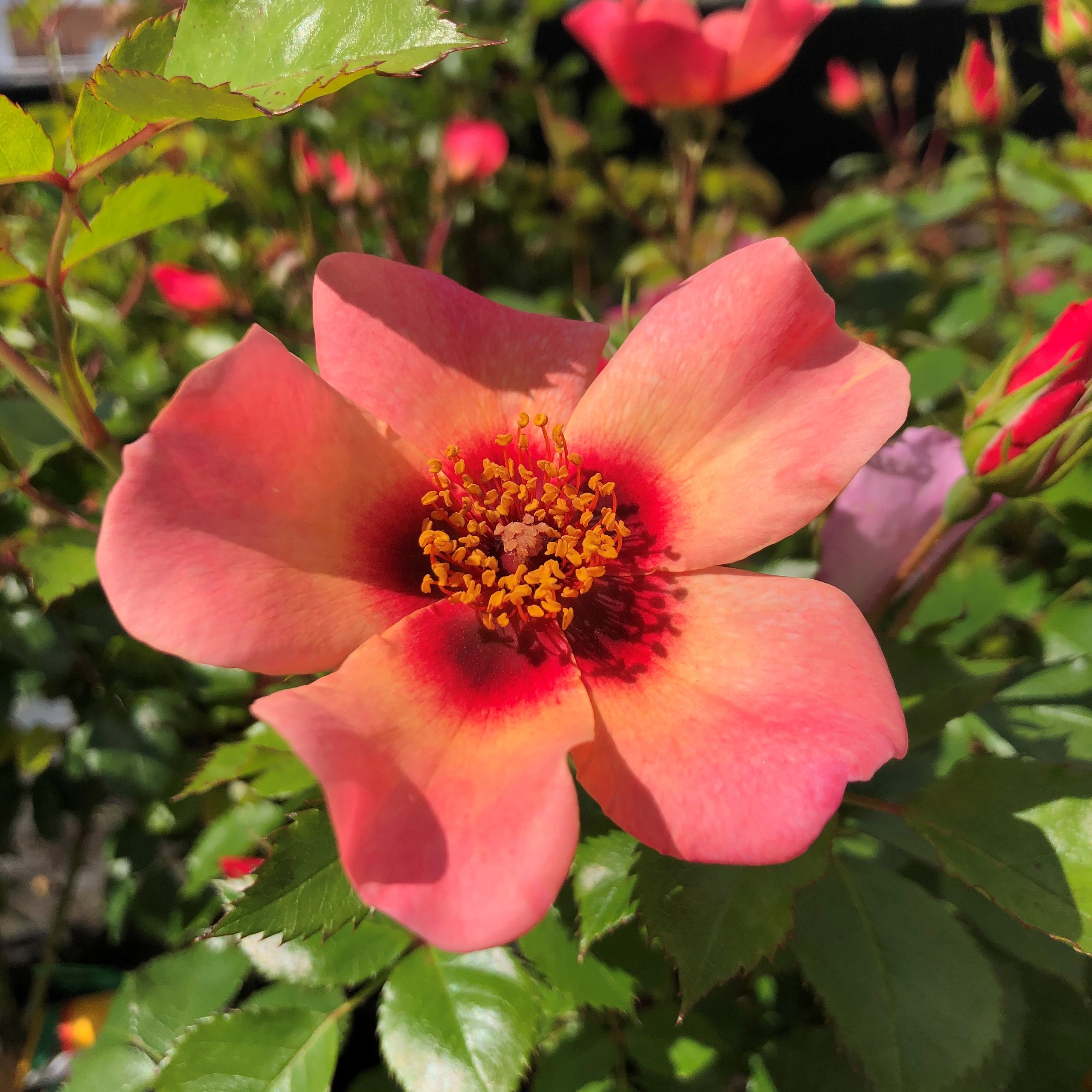 A Beginner's Guide to Roses