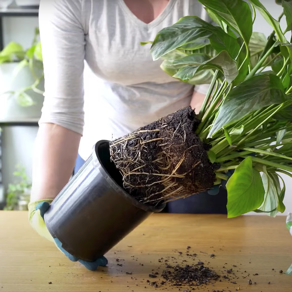 Spring Tips For Indoor Plants