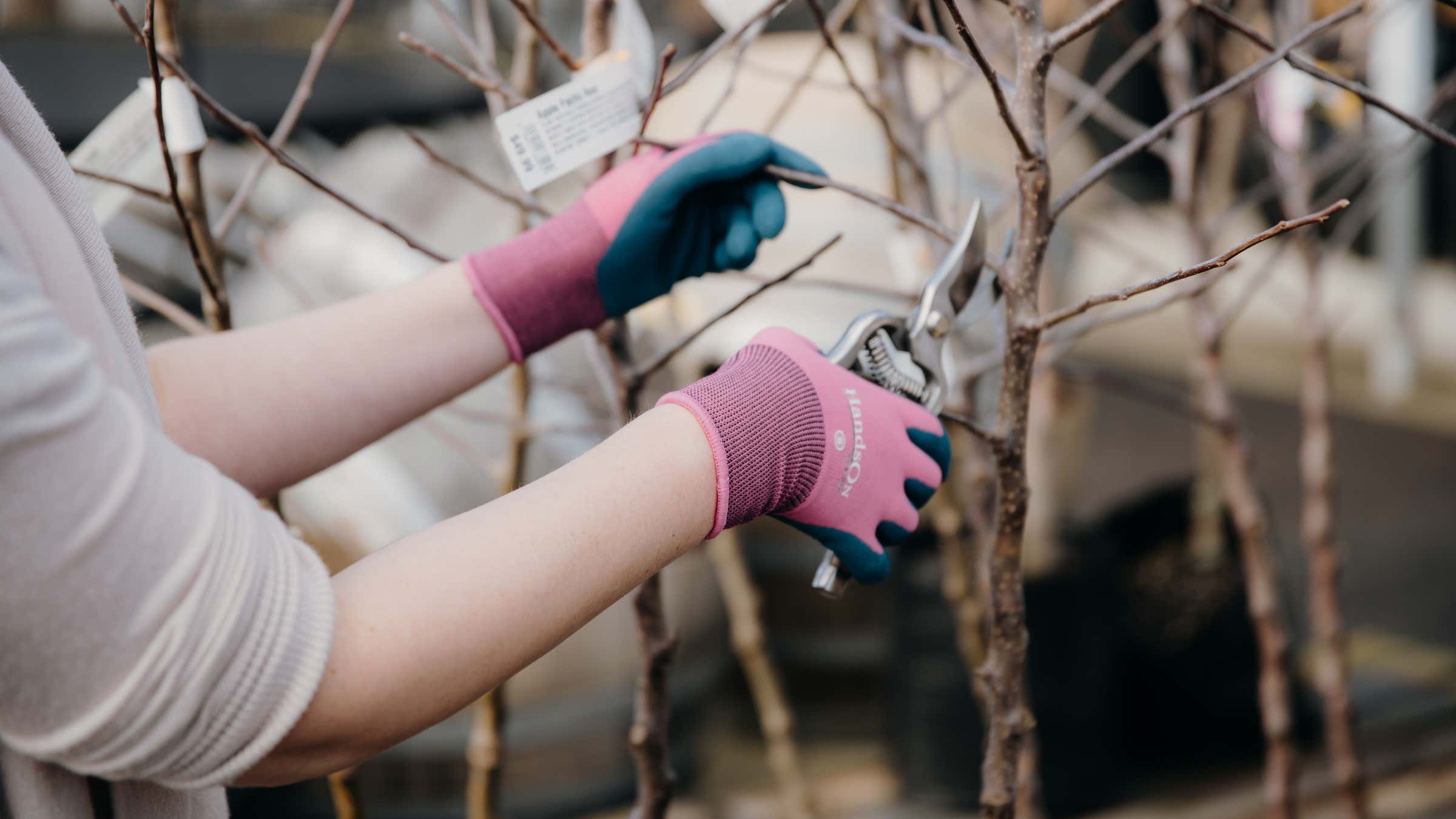A Beginner's Guide to Fruit Tree Pruning