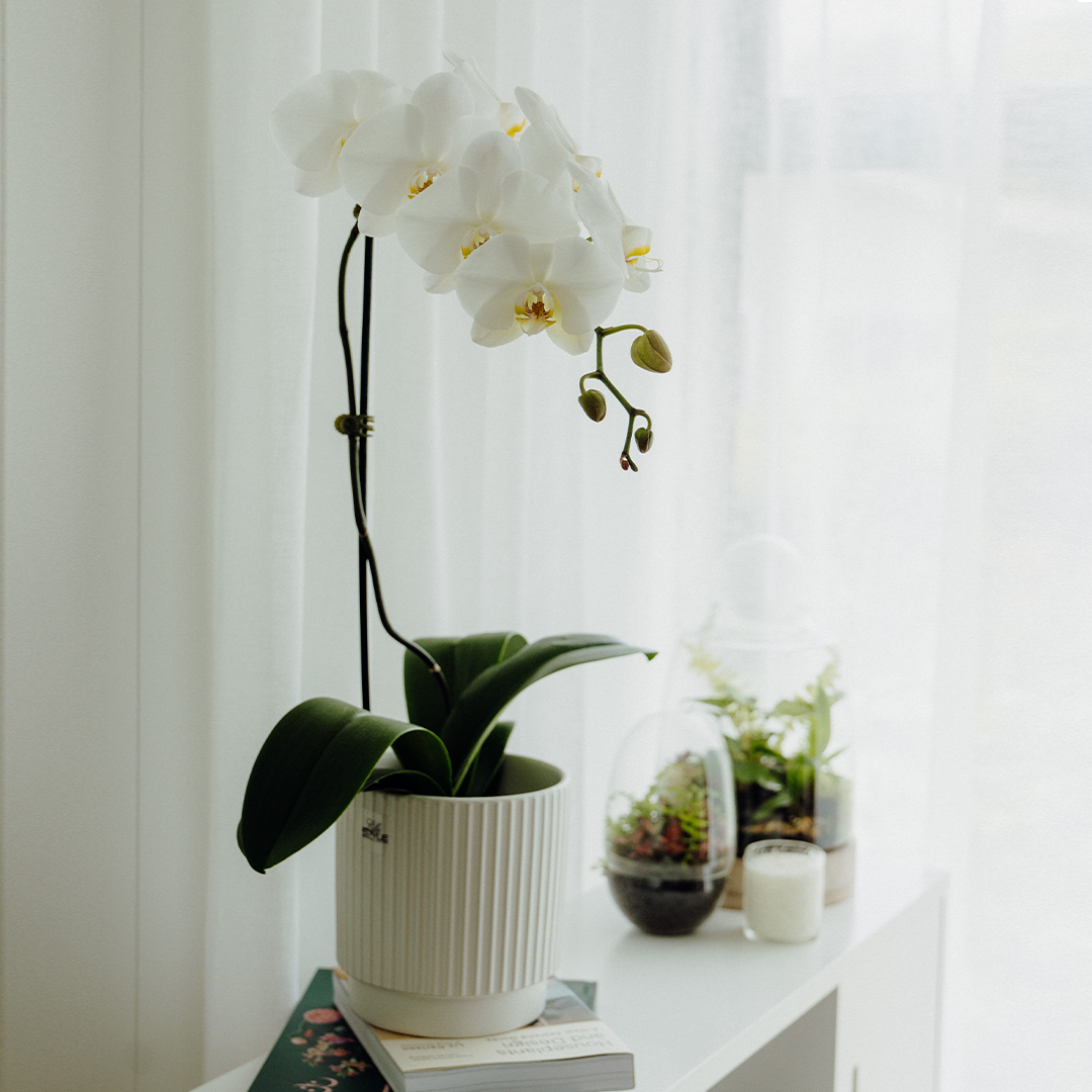 Top Plants for Valentine's Day