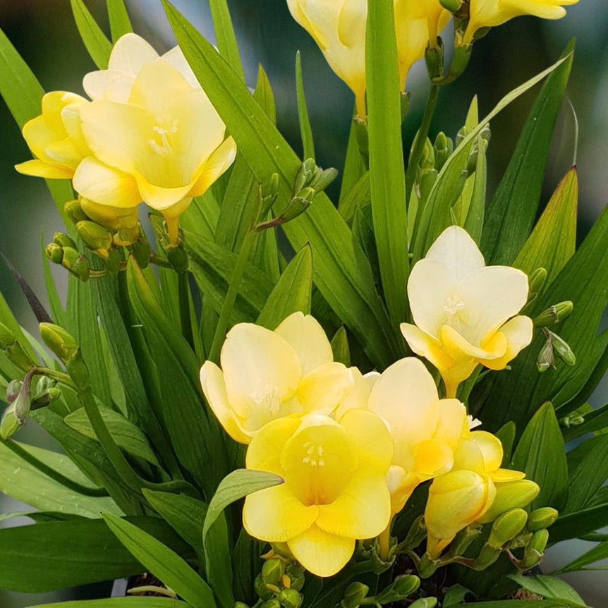 Planting Spring Bulbs in Bowls