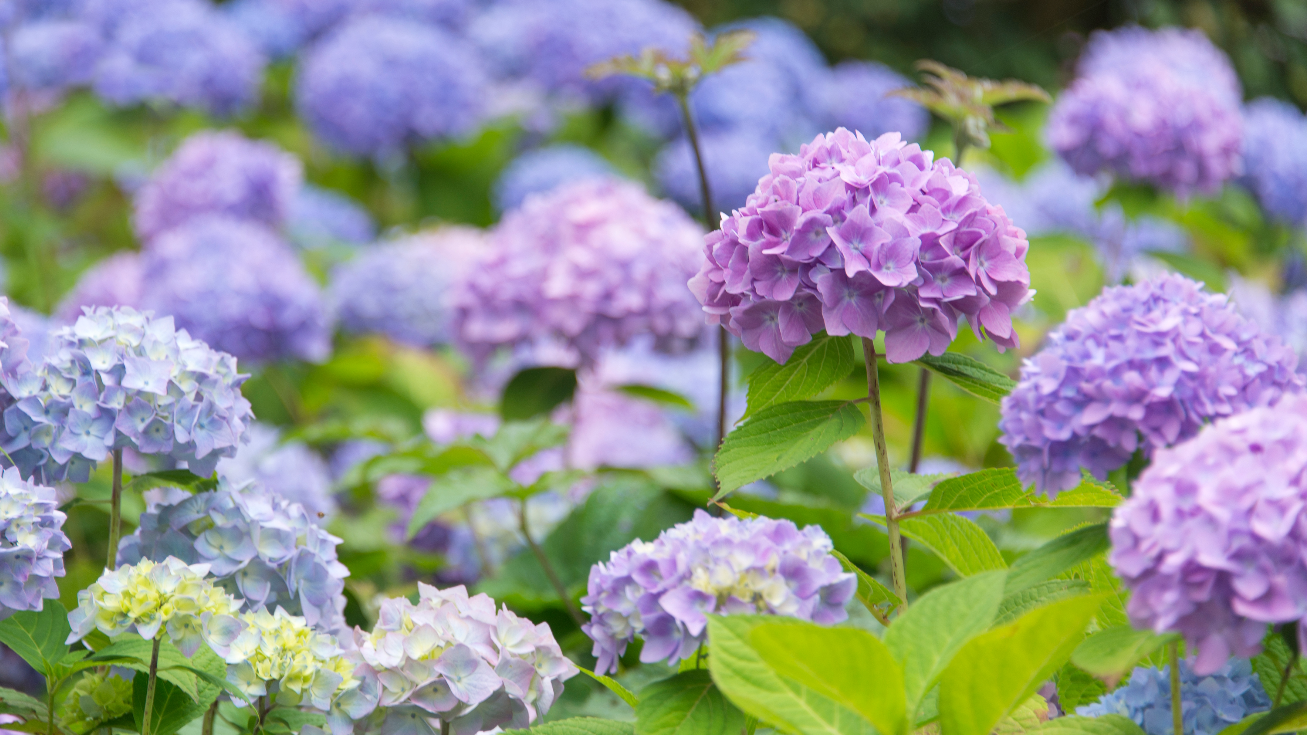 The Classic Beauty of Hydrangeas