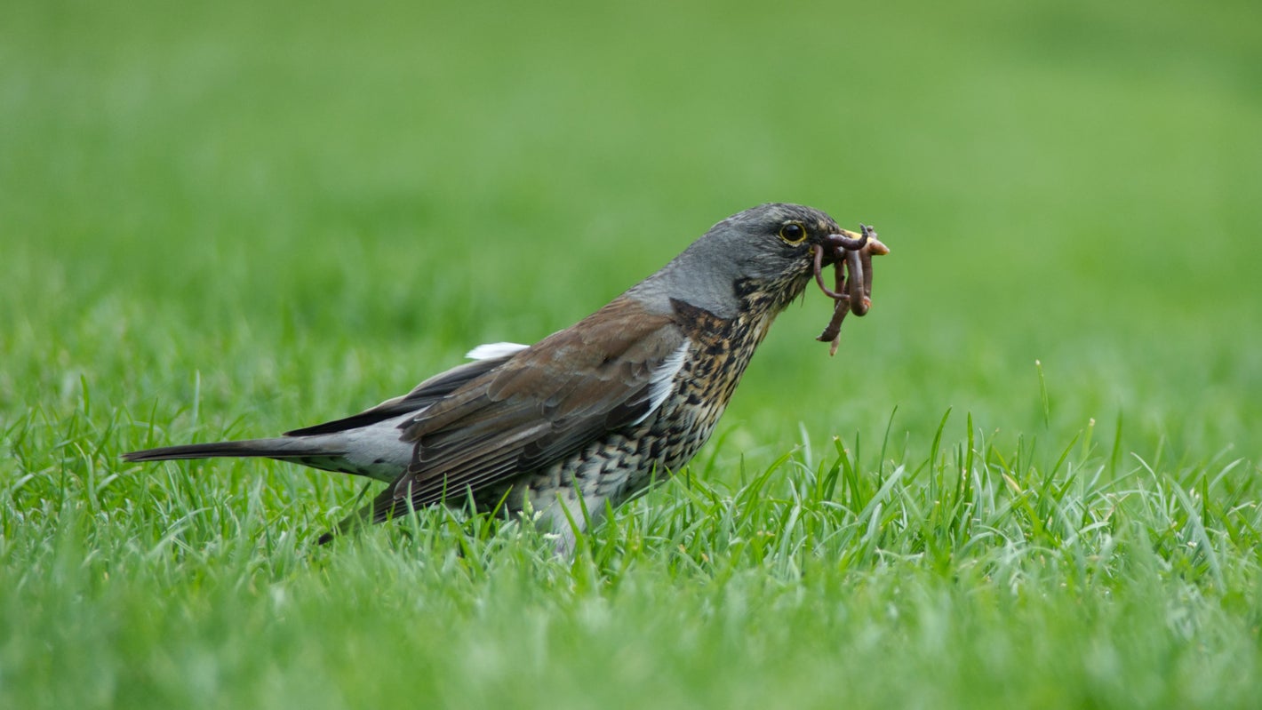 A Beginner's Guide to Worm Farms