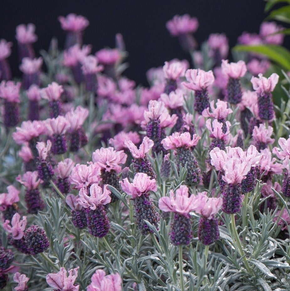 Celebrating the Beauty of Lavender