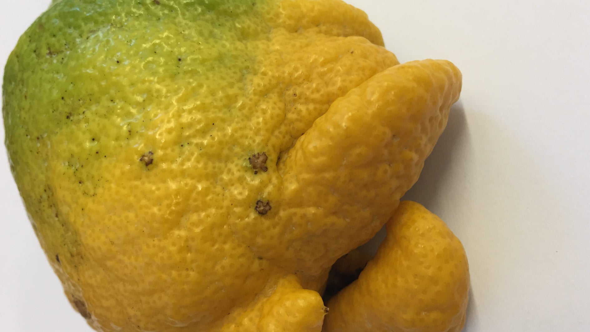 Citrus Mites