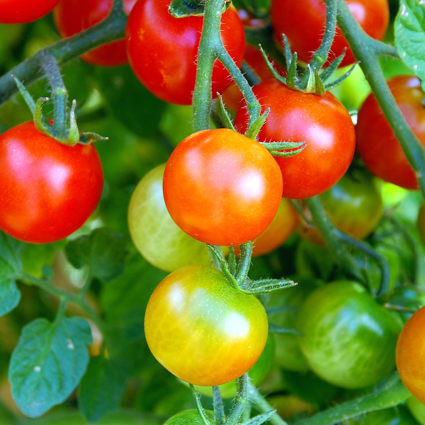 A Beginner’s Guide to Tomatoes