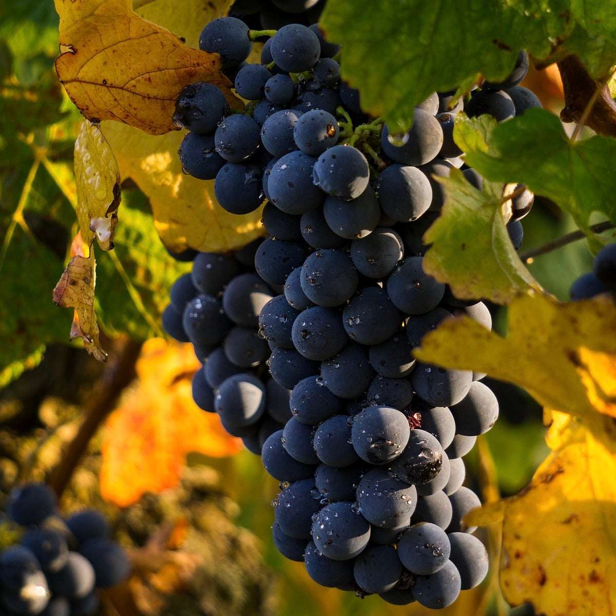 Growing Grapes