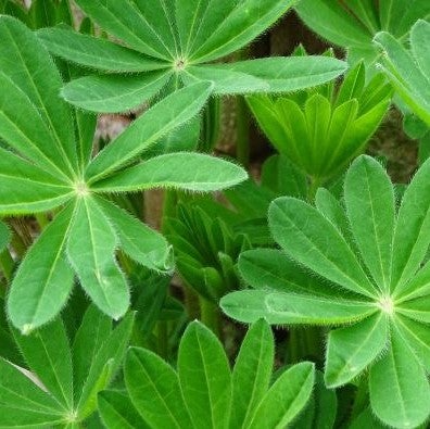 All About Green Crops