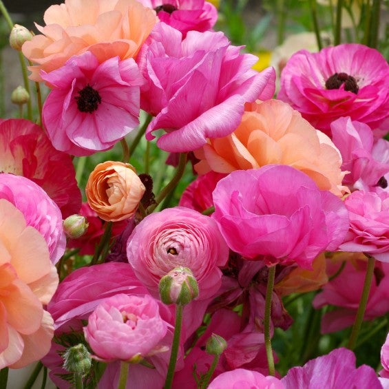 A Beginner's Guide to Planting Spring Bulbs