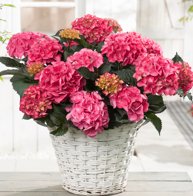 The Classic Beauty of Hydrangeas