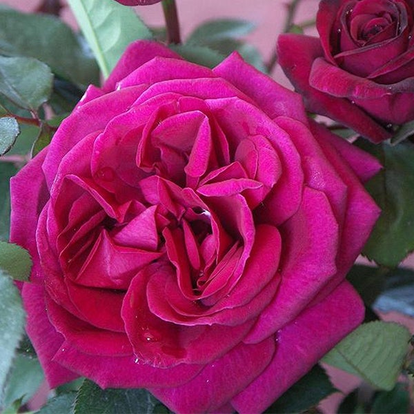 Our Top Rose Varieties