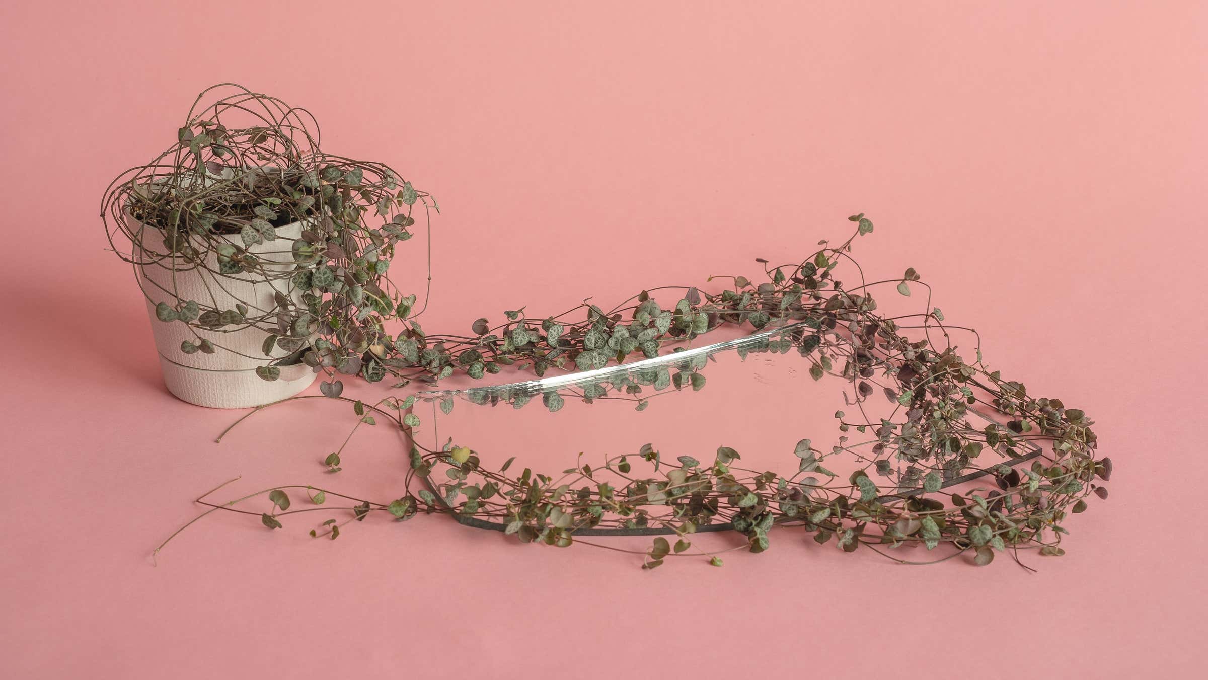 Top Plants for Valentine's Day