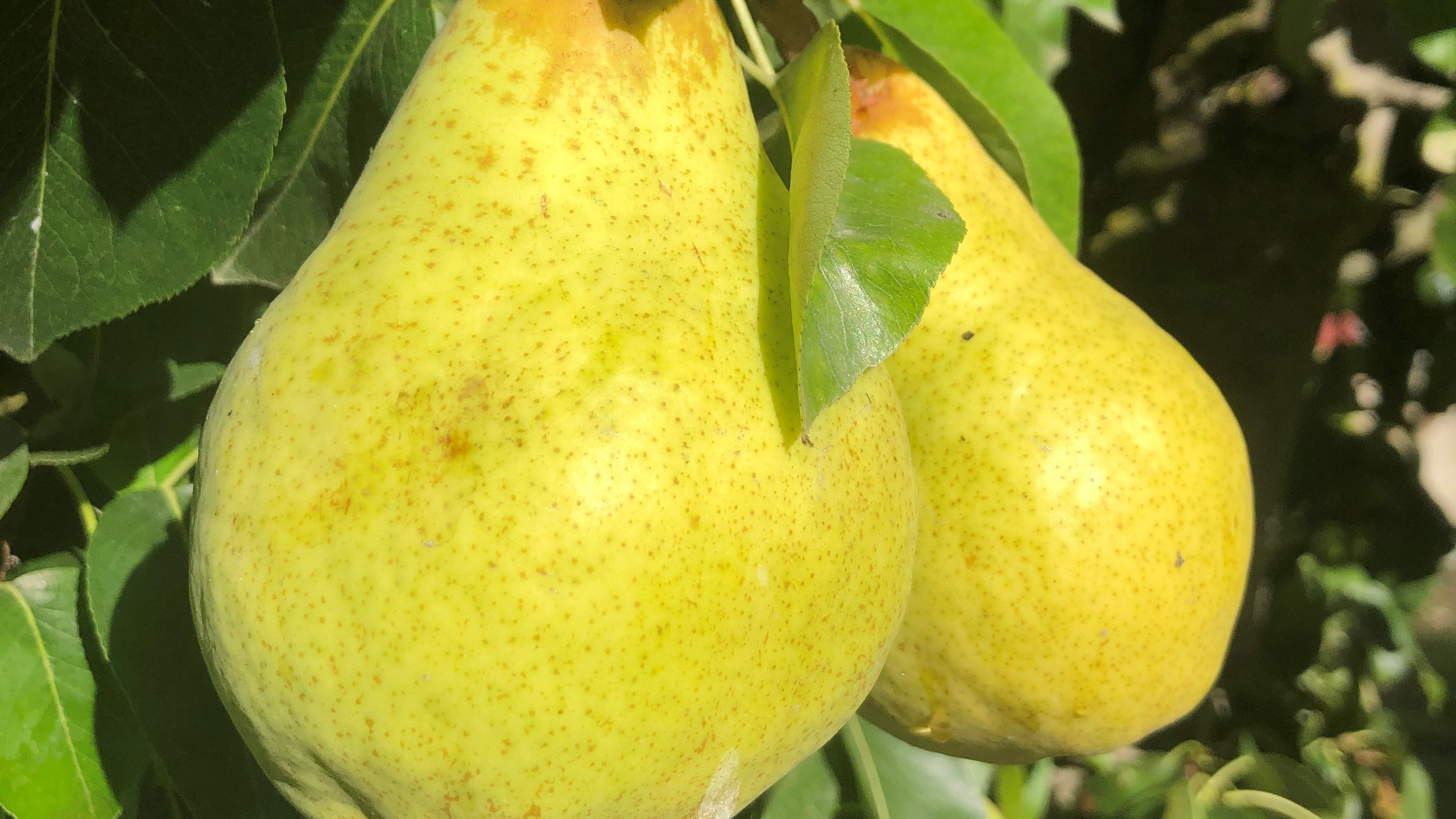 Deciduous Fruit Trees