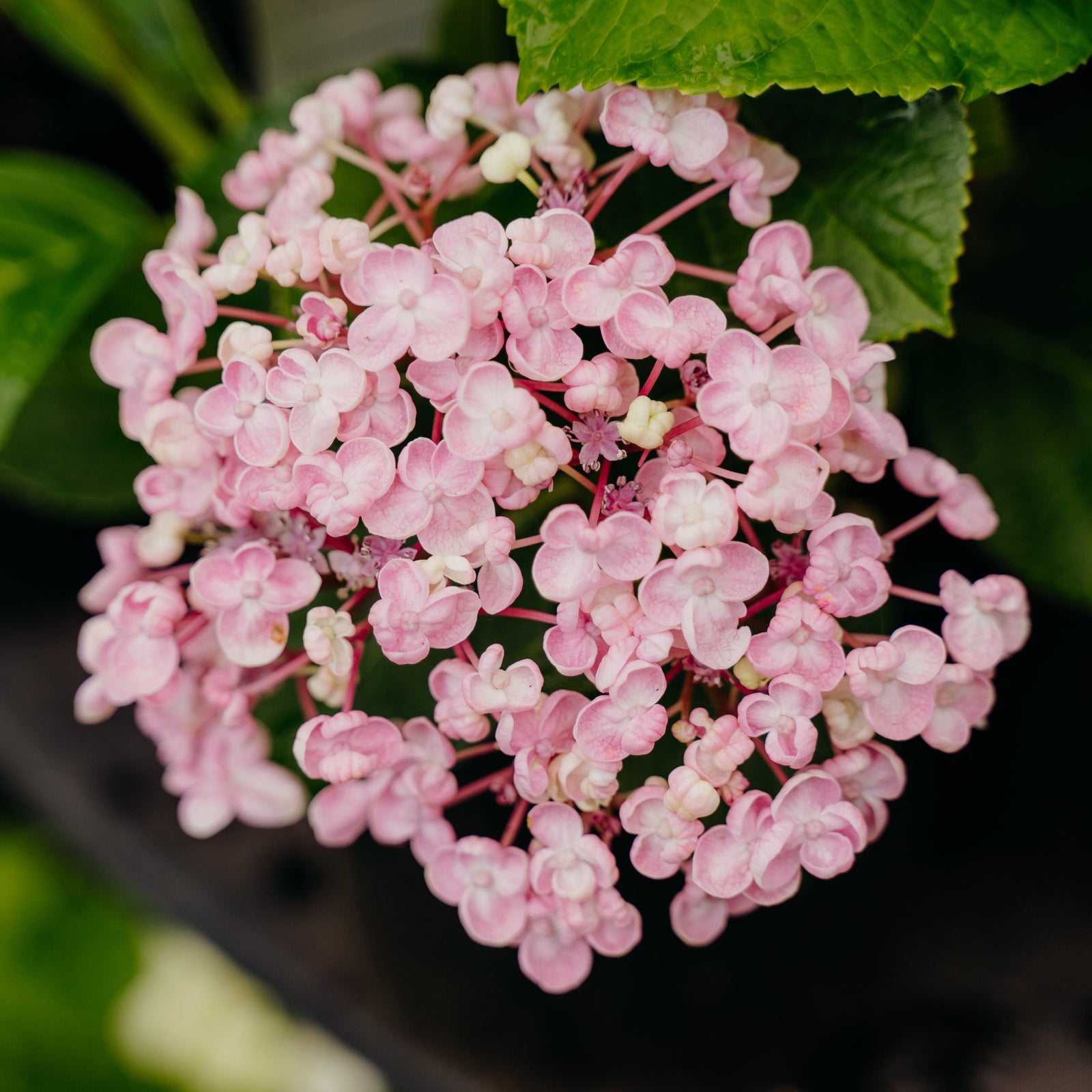 In Harmony With Hydrangeas