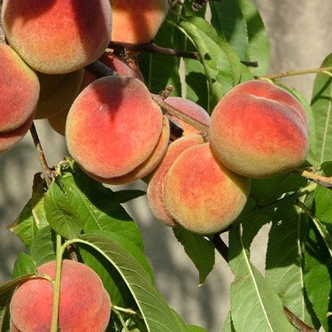 A Beginner's Guide to Deciduous Fruit