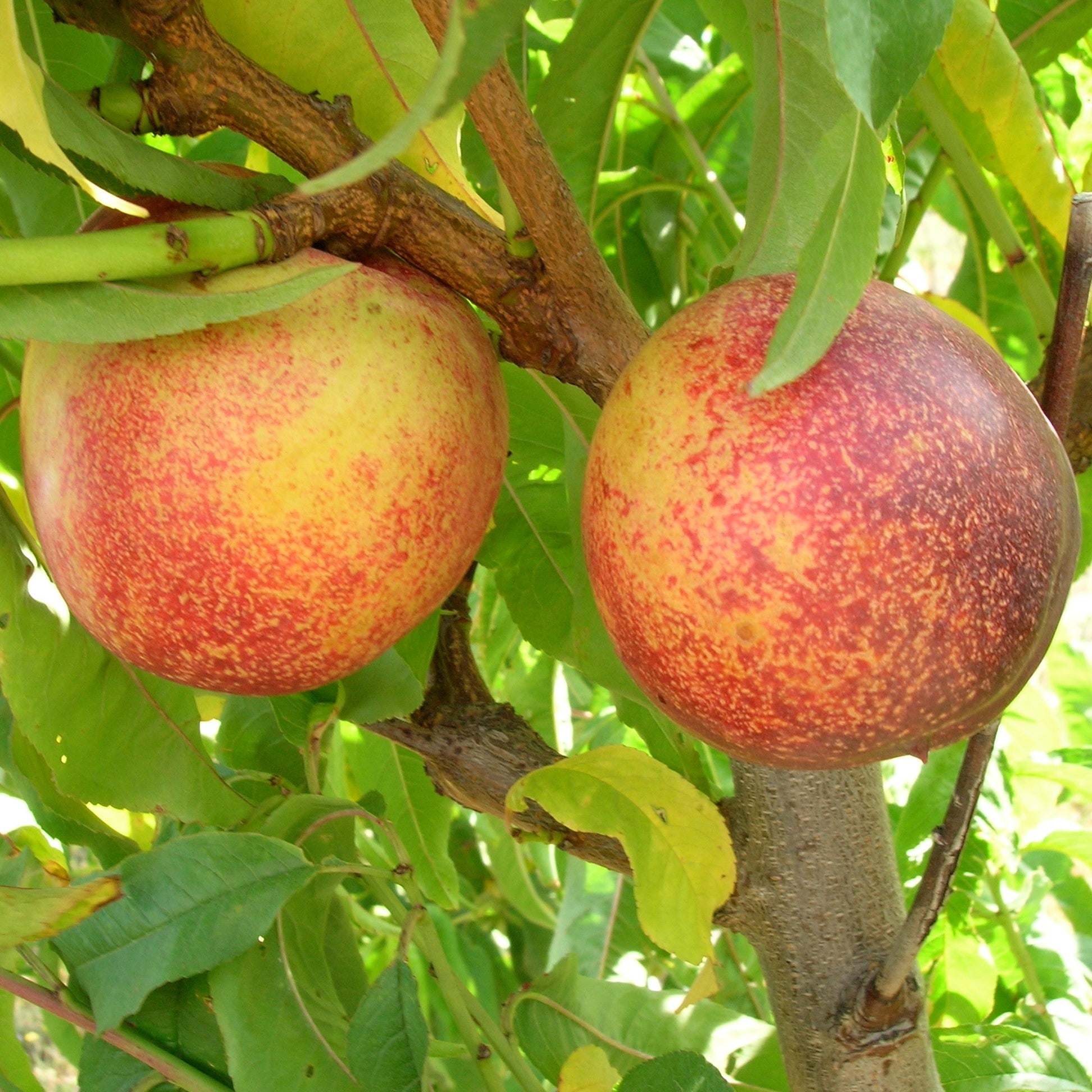 A Beginner's Guide to Deciduous Fruit