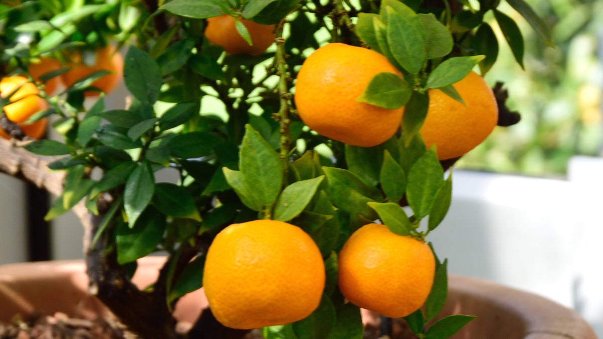 Garden To Glass: Plant Your Own Cocktail Garden