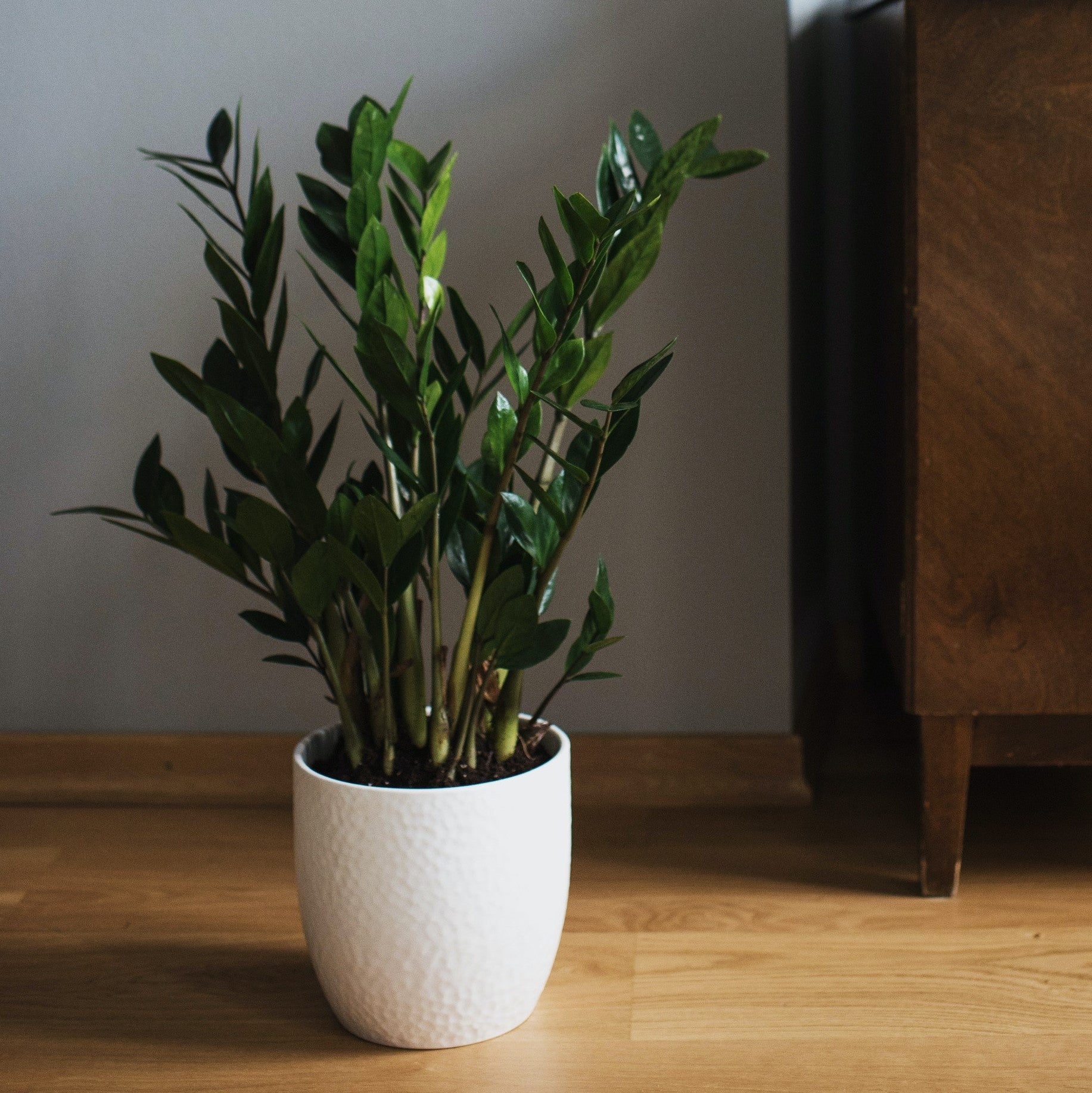 Our Top Houseplants for Beginners