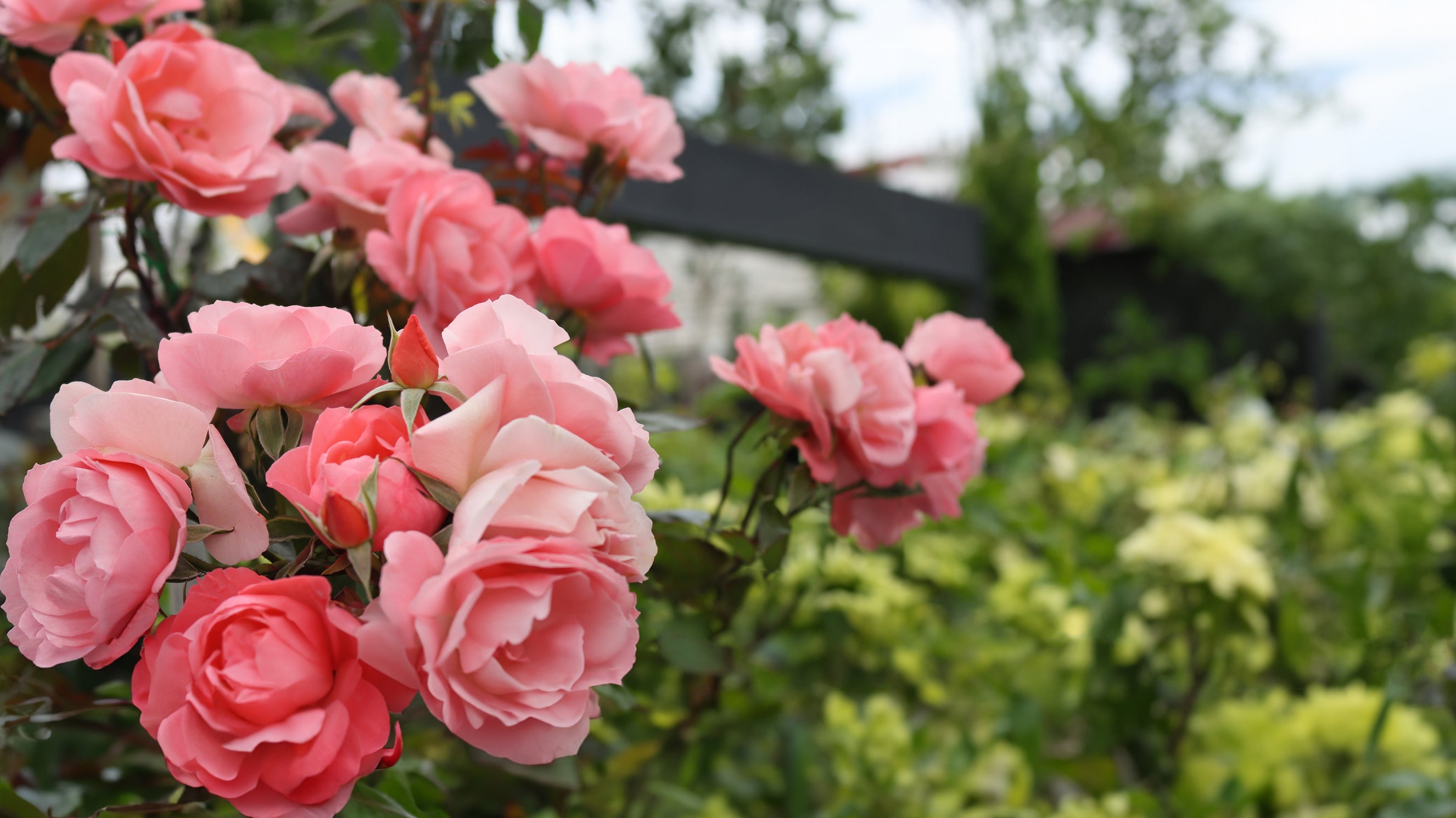 From Bud to Bloom Loving Roses