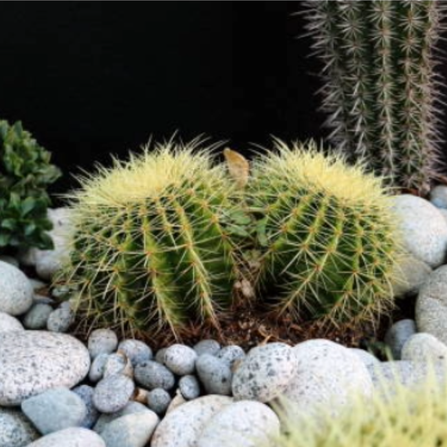 Designing Your Own Cacti Garden