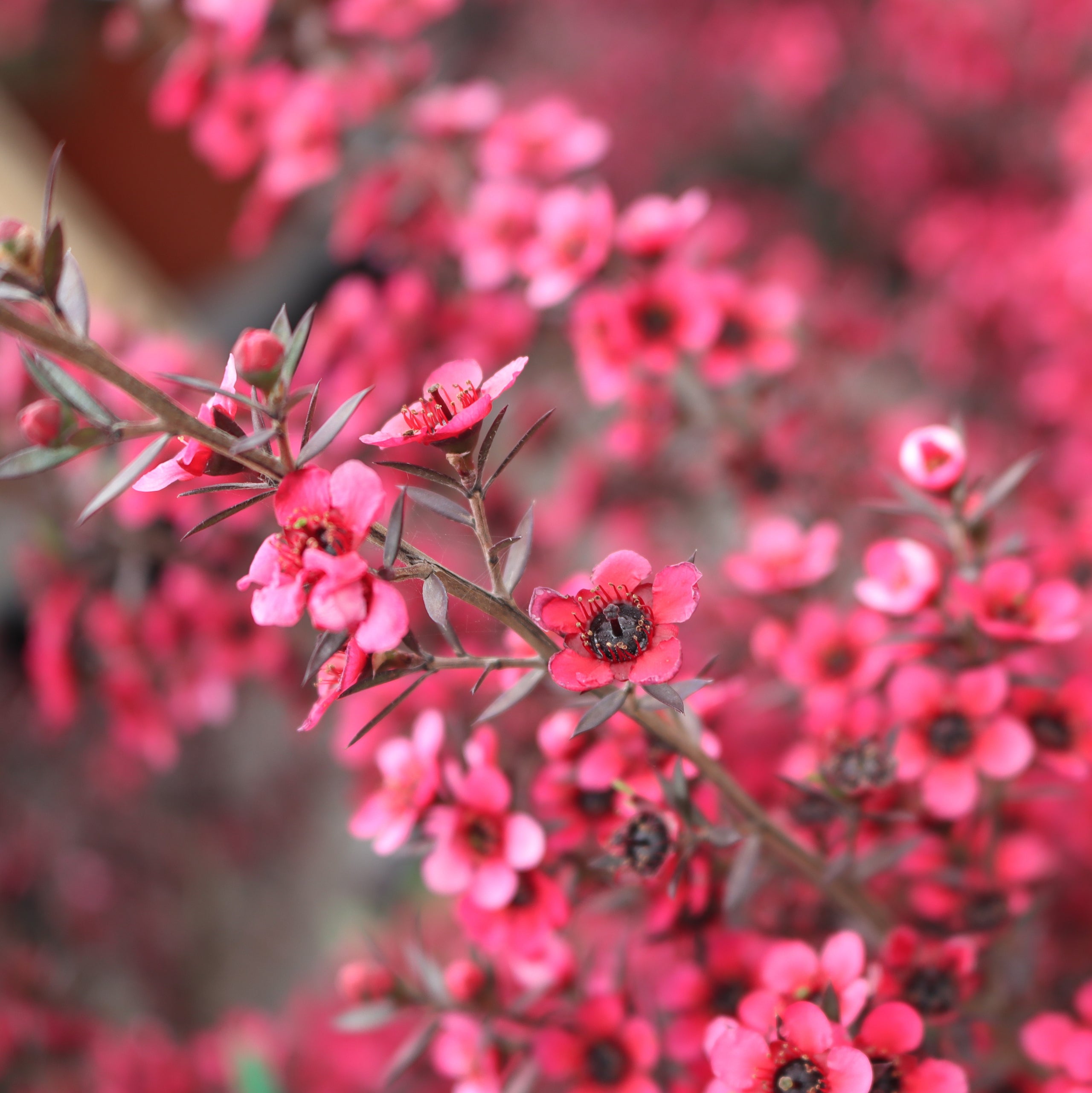 Love your Autumn Garden