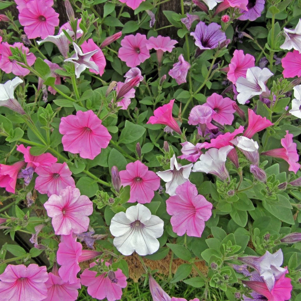 Elevate Your Patio with Thrillers, Fillers and Spillers