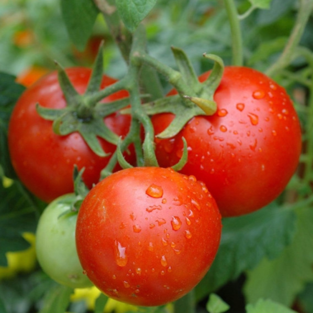 Your Kitchen Garden - Tomatoes