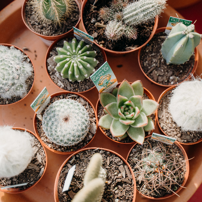 Designing Your Own Cacti Garden